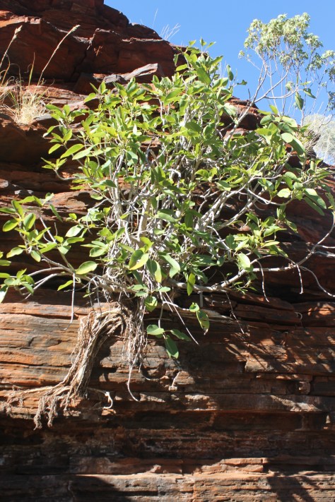 Mt Meharry: WA’s Highest Mountain | by map and compass