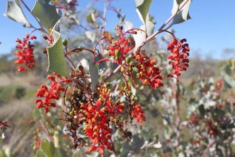 Mt Meharry: WA’s Highest Mountain | by map and compass