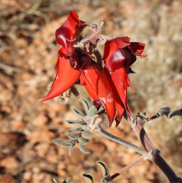 Mt Meharry: WA’s Highest Mountain | by map and compass