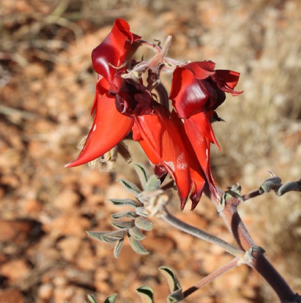 Mt Meharry: WA’s Highest Mountain | by map and compass