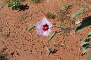 Mt Meharry: WA’s Highest Mountain | by map and compass