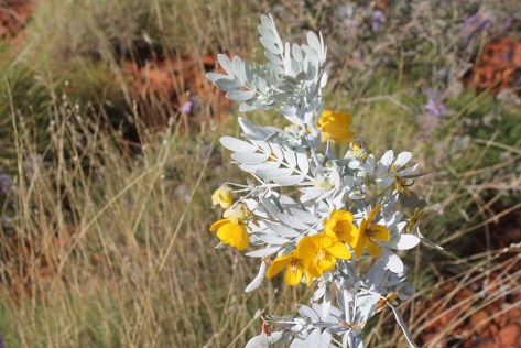 Mt Meharry: WA’s Highest Mountain | by map and compass