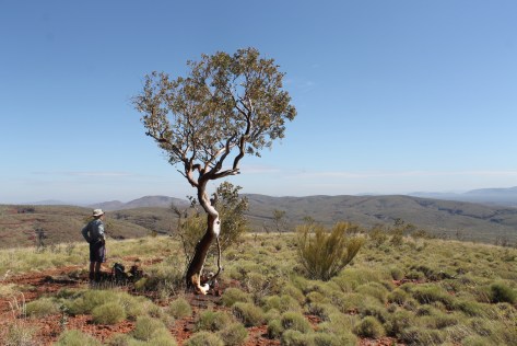 Mt Meharry: WA’s Highest Mountain | by map and compass