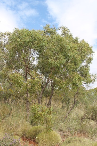Mt Meharry: WA’s Highest Mountain | by map and compass