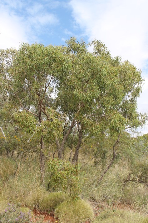 Mt Meharry: WA’s Highest Mountain | by map and compass