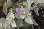 Mt Meharry: WA’s Highest Mountain | by map and compass