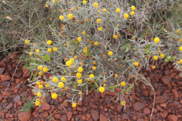 Mt Meharry: WA’s Highest Mountain | by map and compass