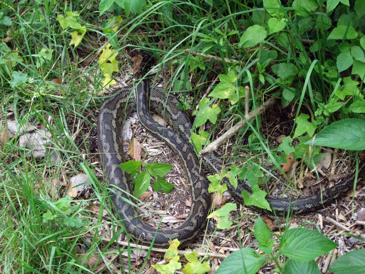 A Surfeit of Serpents | by map and compass