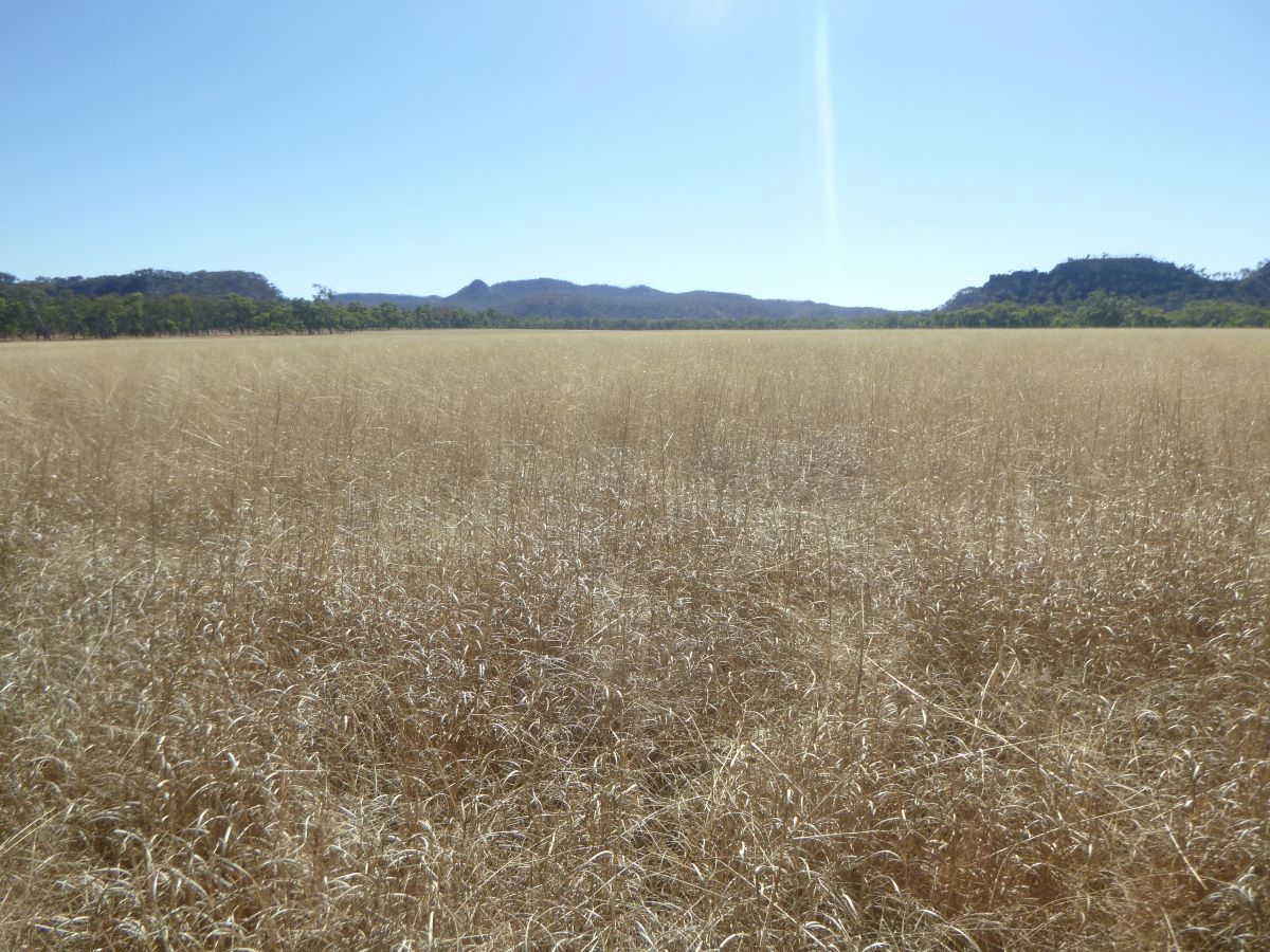Mt Moffatt Section , Carnarvon National Park. | by map and compass