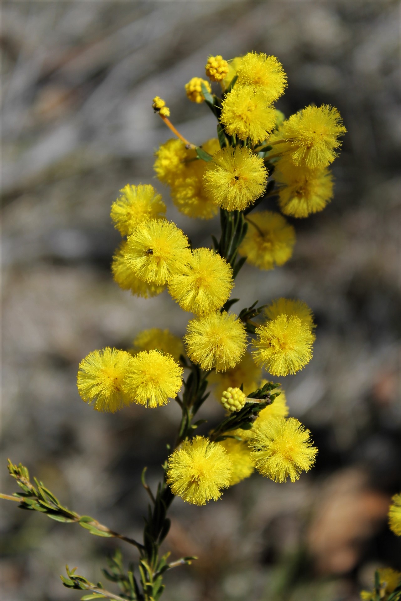 Wallangarra Ridge: Girraween National Park | by map and compass