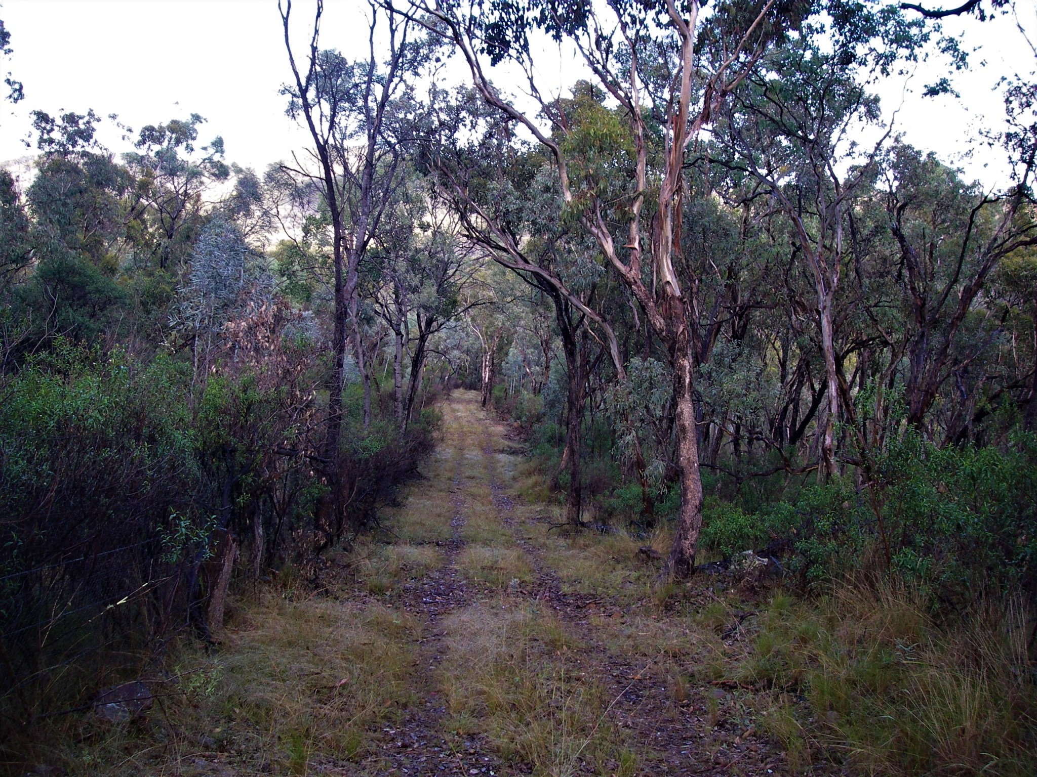 Wallangarra Ridge: Girraween National Park | by map and compass