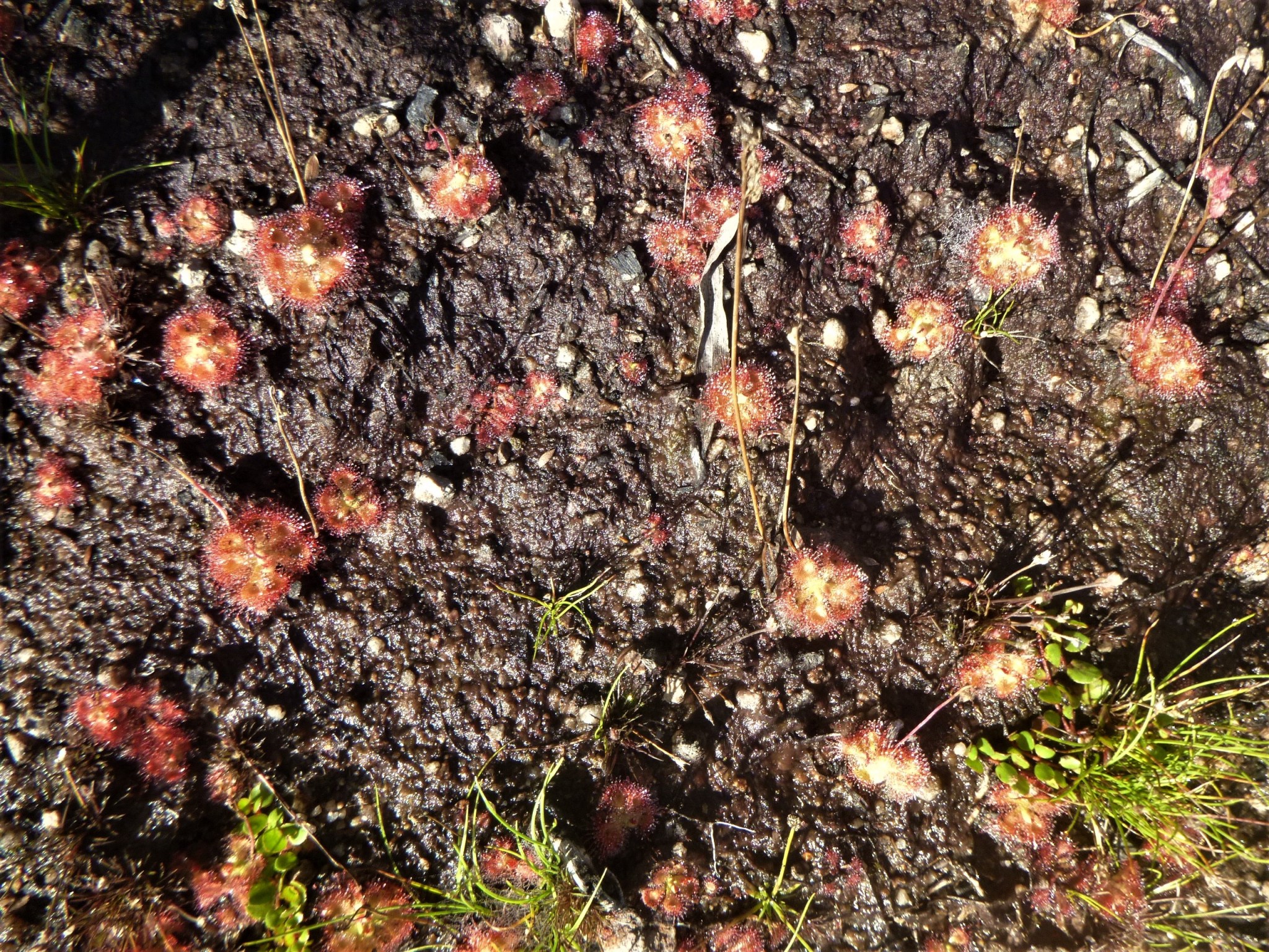 Wallangarra Ridge: Girraween National Park | by map and compass