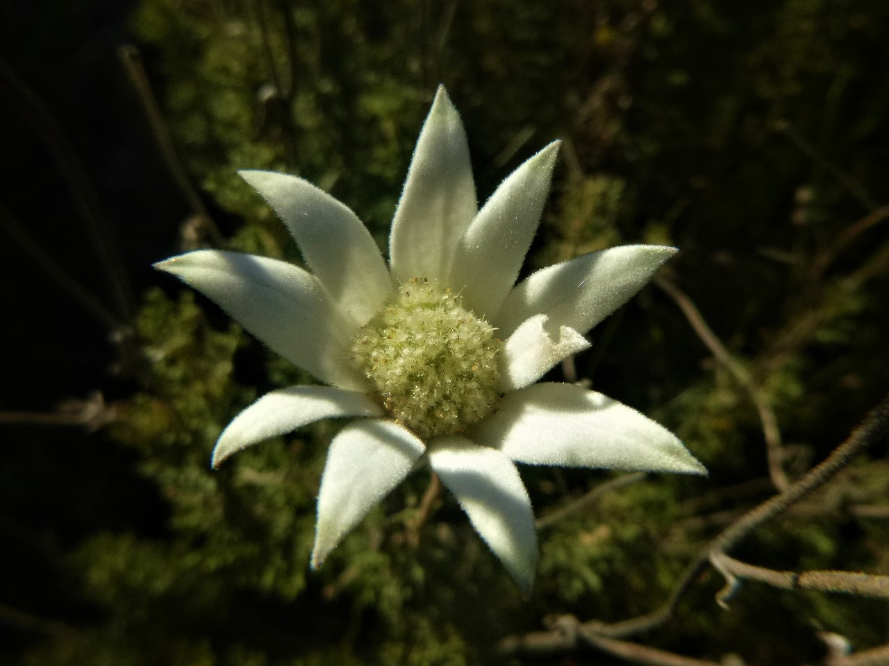 Wallangarra Ridge: Girraween National Park | by map and compass