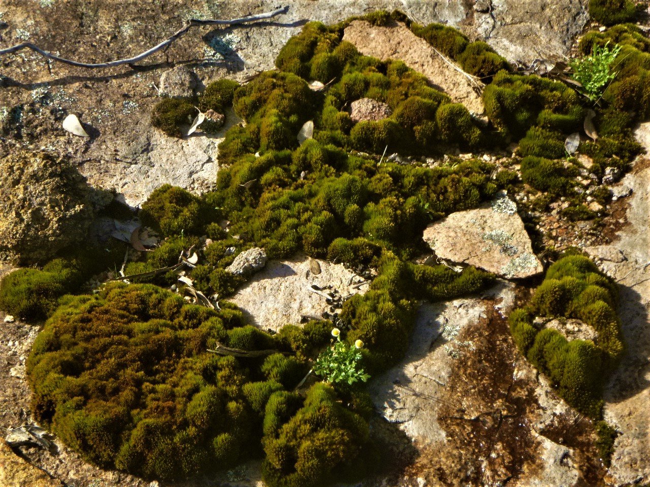 Wallangarra Ridge: Girraween National Park | by map and compass