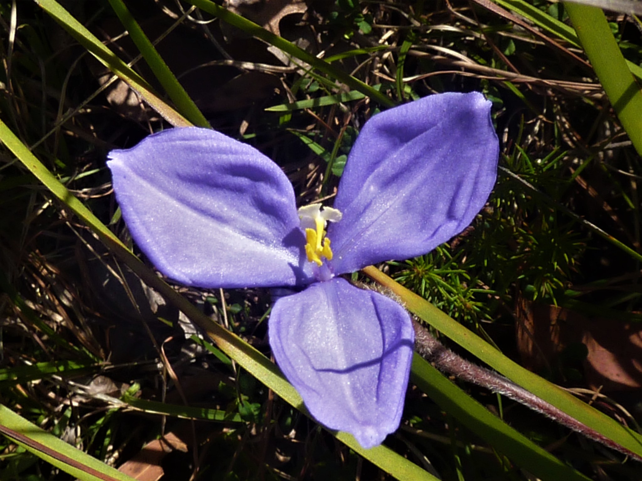 Wallangarra Ridge: Girraween National Park | by map and compass