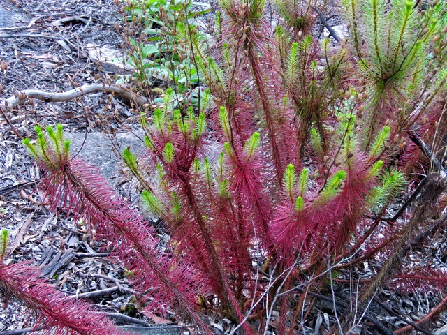 Wallangarra Ridge: Girraween National Park | by map and compass